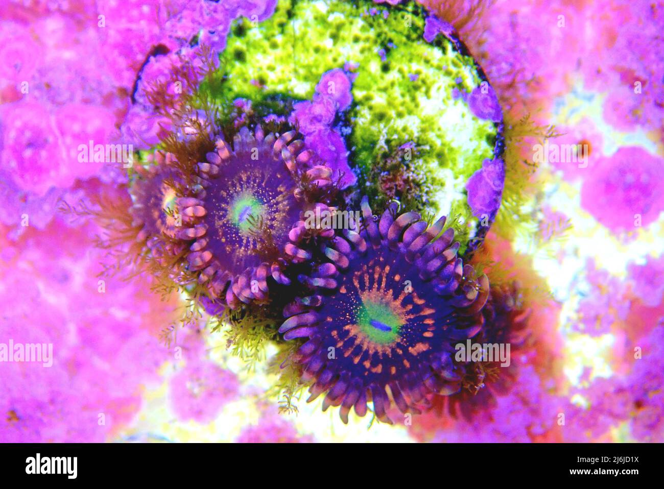 Colorful zoanthids polyps, close up photography Stock Photo - Alamy