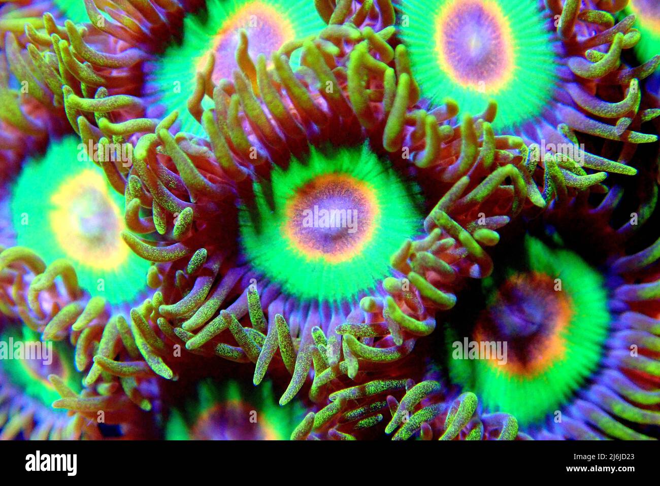 Rasta zoa hi-res stock photography and images - Alamy