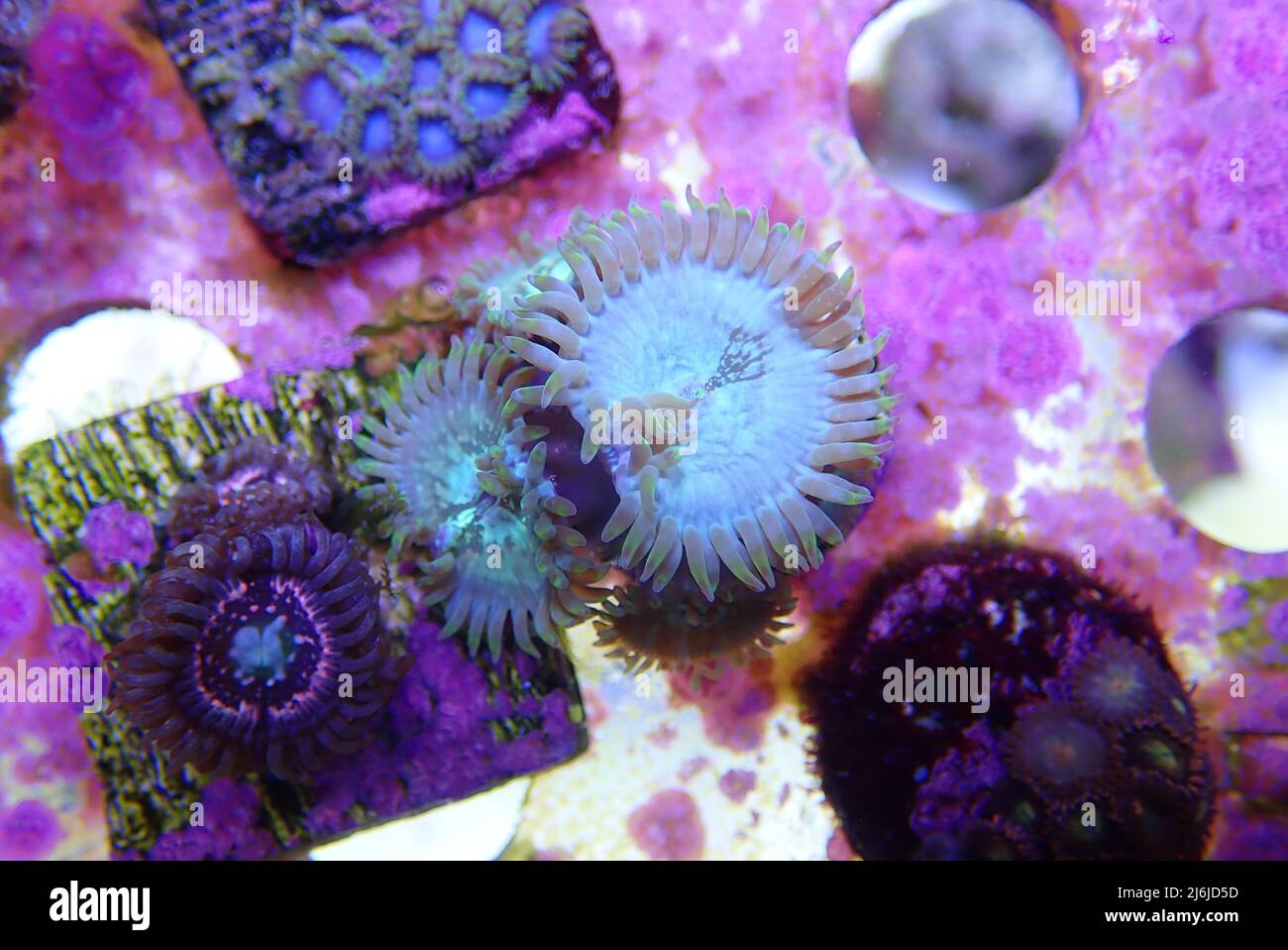 Colorful zoanthids polyps, close up photography Stock Photo - Alamy