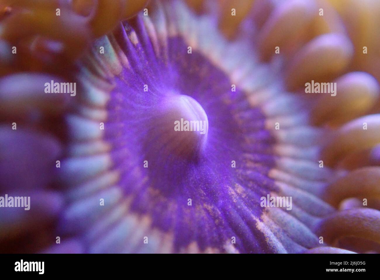 Colorful zoanthids polyps, close up photography Stock Photo - Alamy