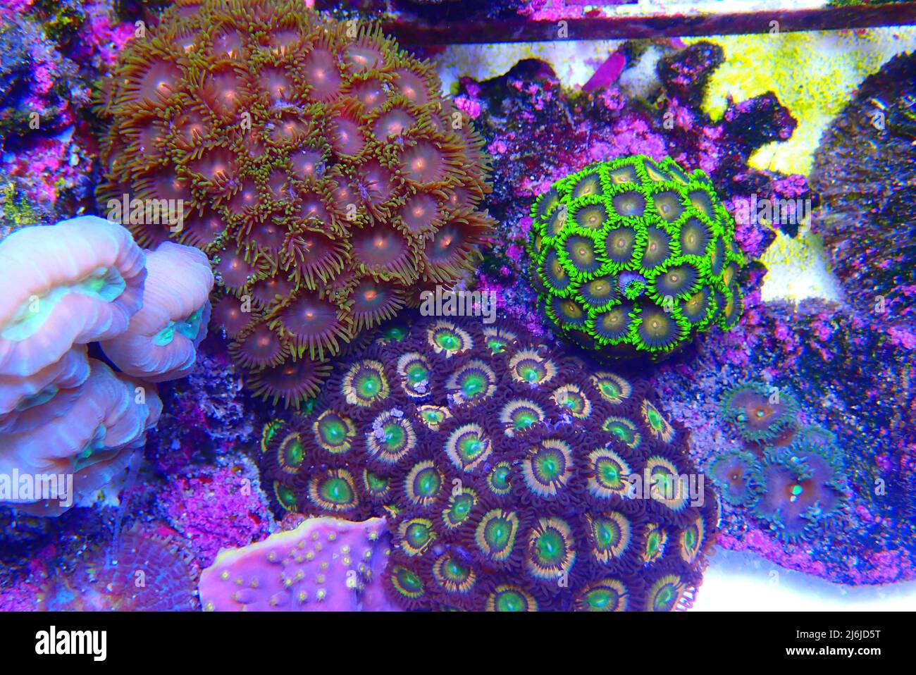 Colorful zoanthids polyps, close up photography Stock Photo - Alamy