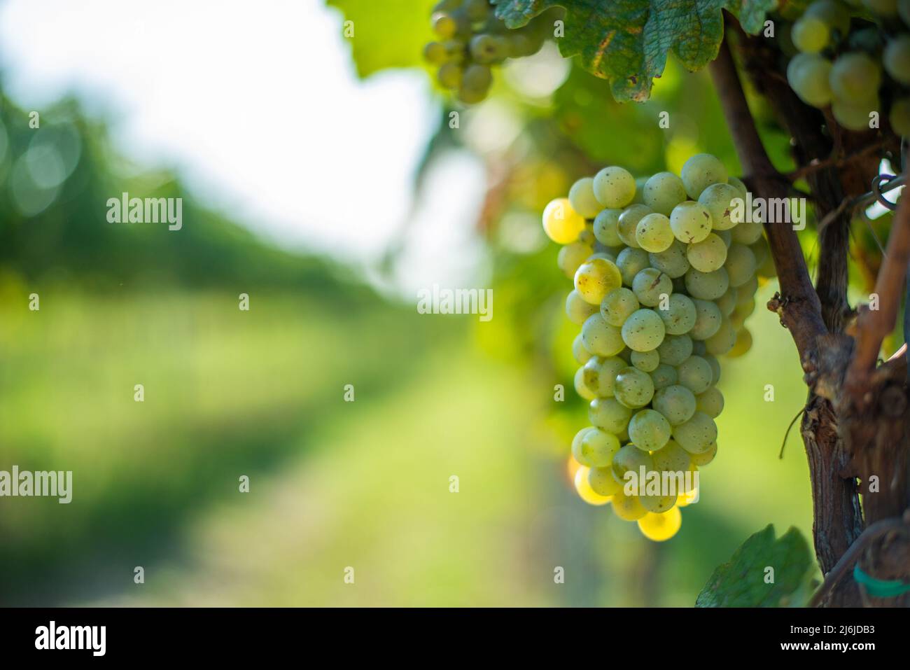White grapes hanging from lush green vine with blurred vineyard ...