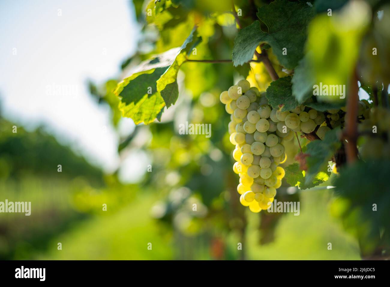 White grapes hanging from lush green vine with blurred vineyard ...