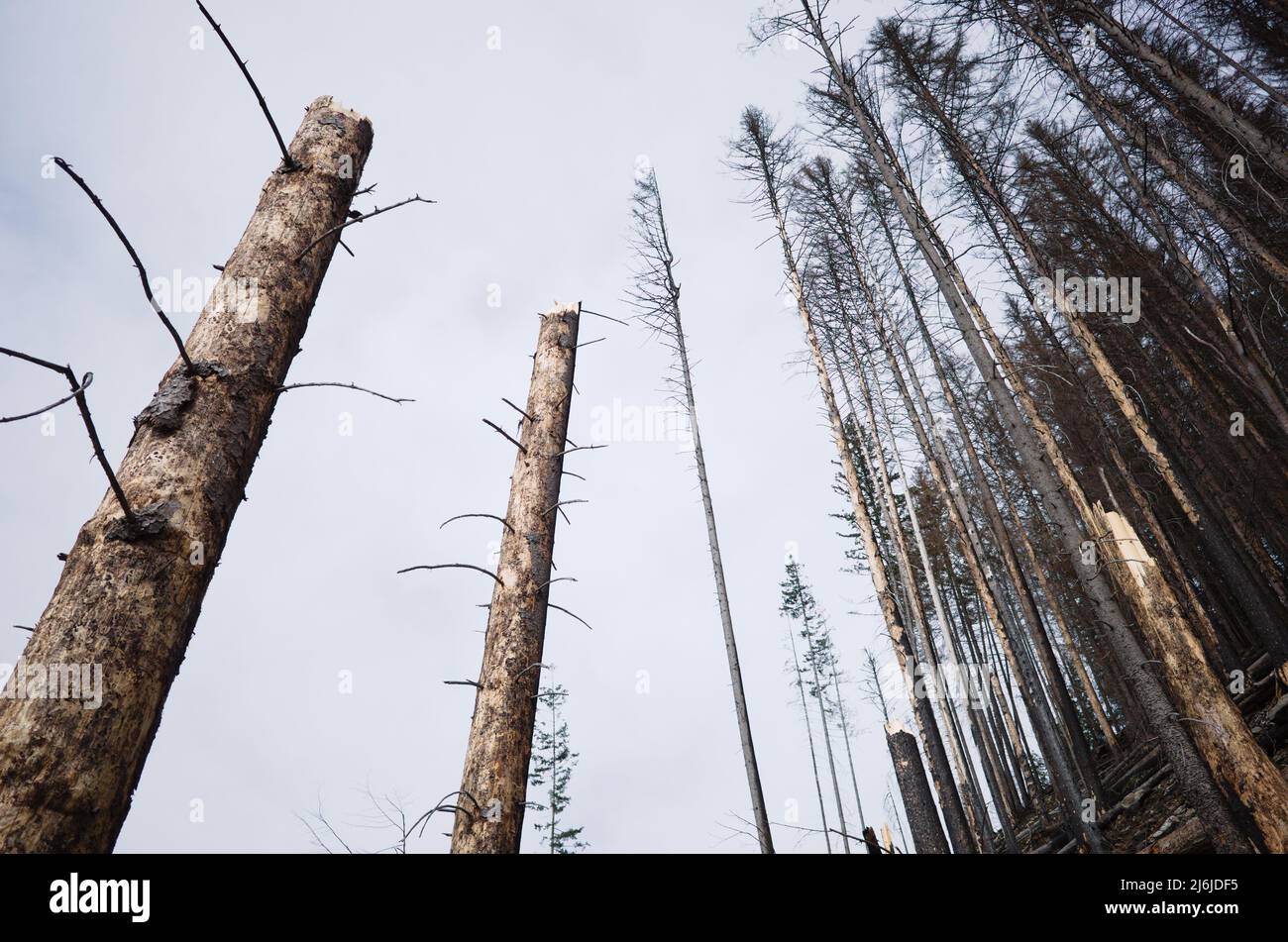 Broken trunks of pine trees against sky. Burnt pine forest in the ...