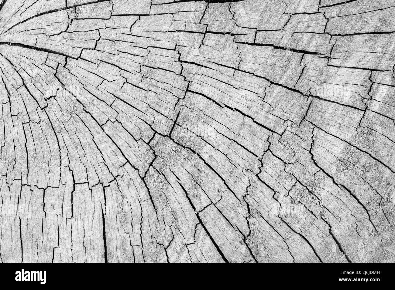 Texture tree cut close Black and White Stock Photos & Images - Alamy