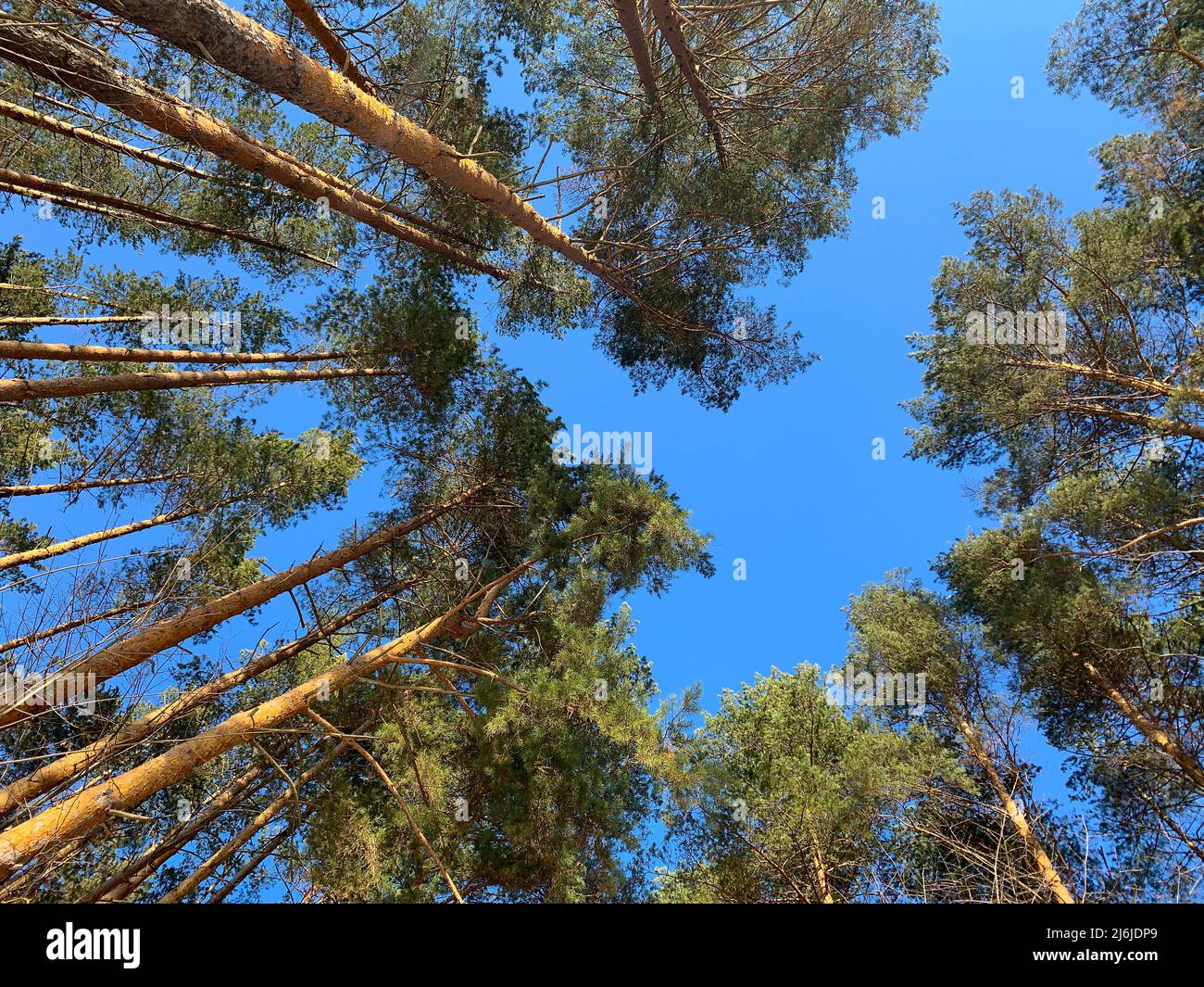 Pine tree tops and deep blue sky Stock Photo - Alamy