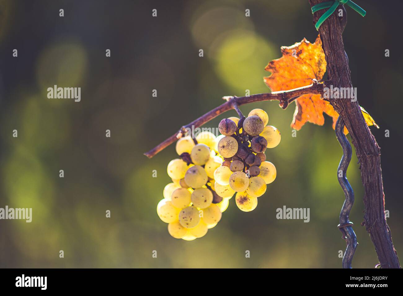 White grapes hanging from lush green vine with blurred vineyard ...