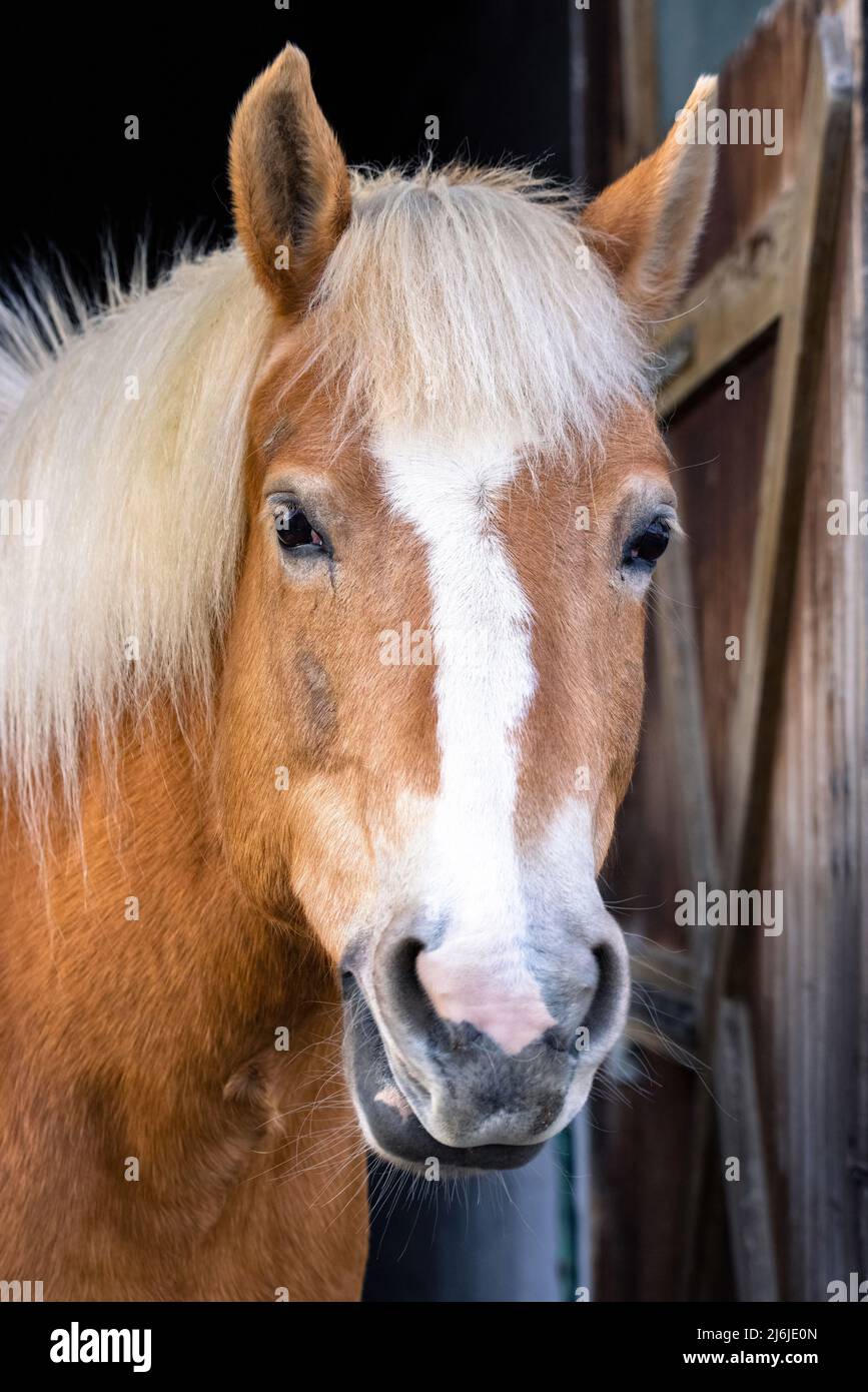 Tan colored horse hi-res stock photography and images - Alamy