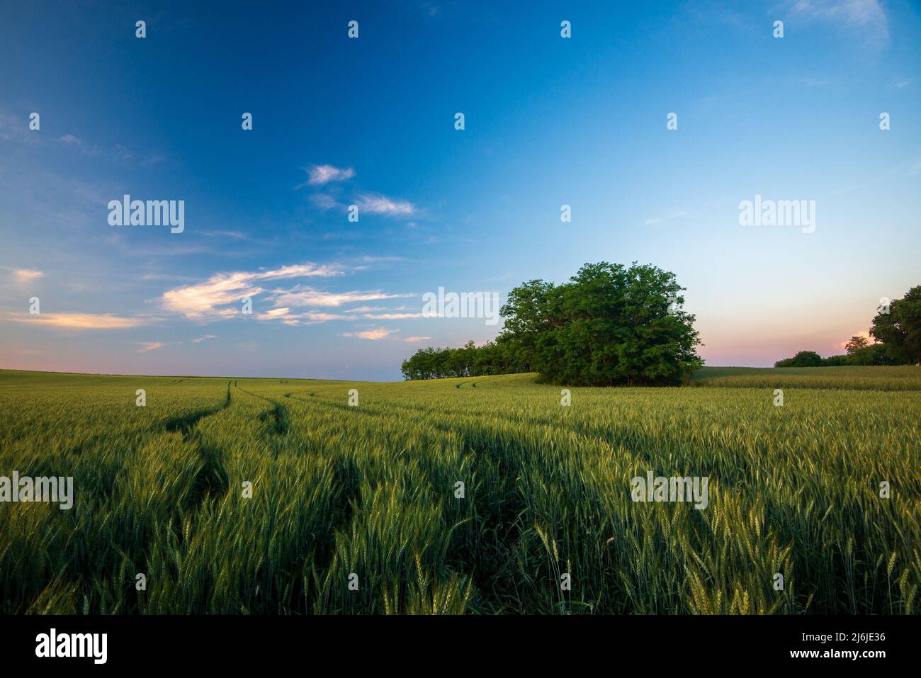Wheat field landscape with path in the sunset time, Hungary Stock Photo ...