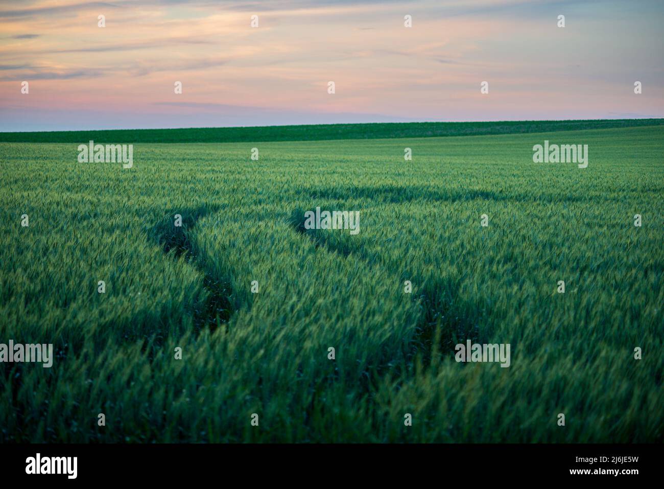 Wheat field landscape with path in the sunset time, Hungary Stock Photo ...