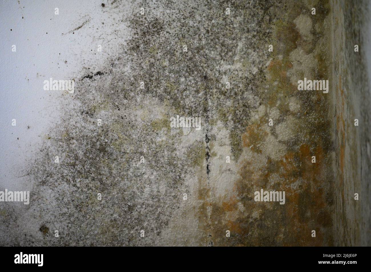 Gray mold and fungus on the wall of the room, the effects of high and ...