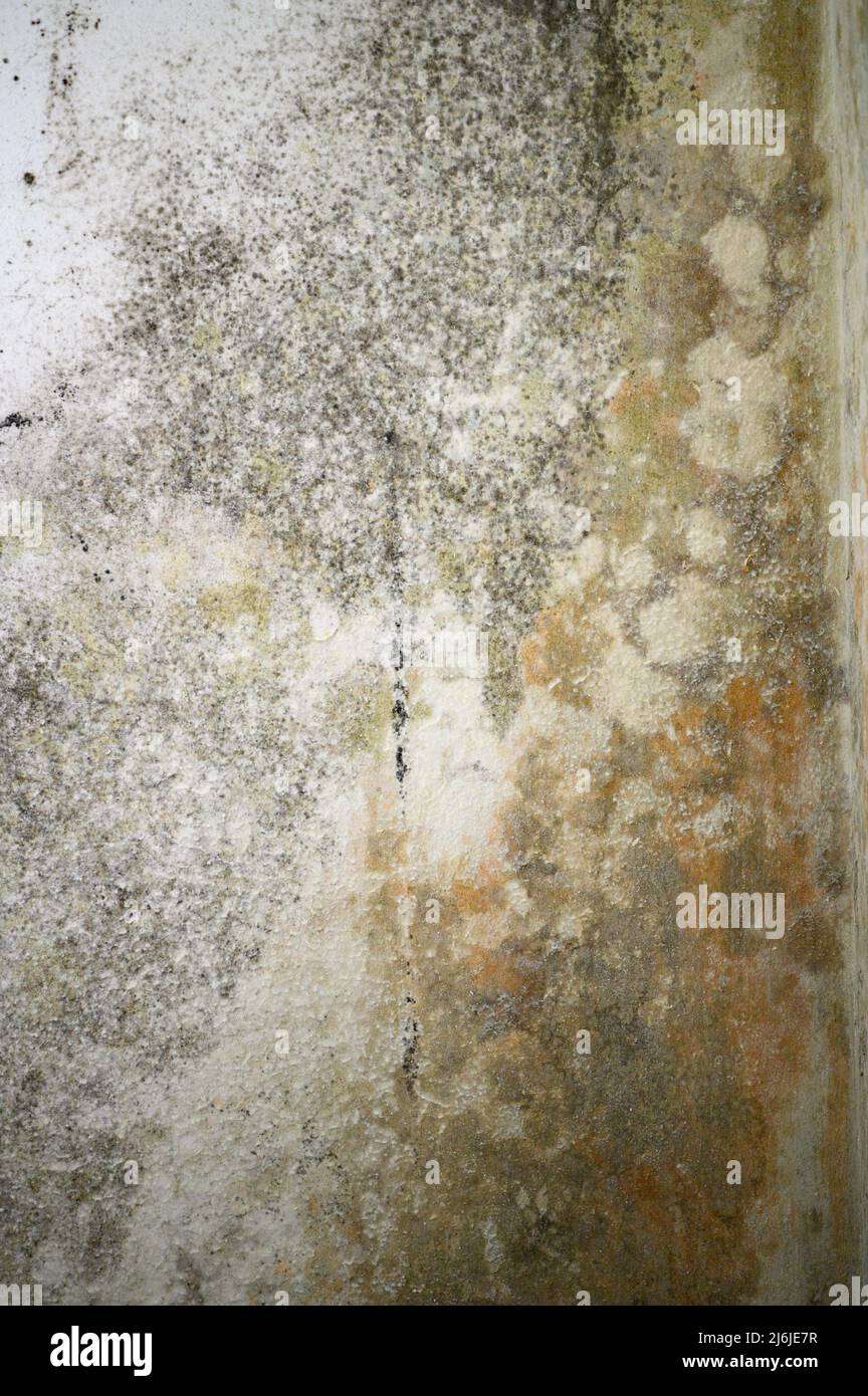 Effects of humidity hi-res stock photography and images - Alamy