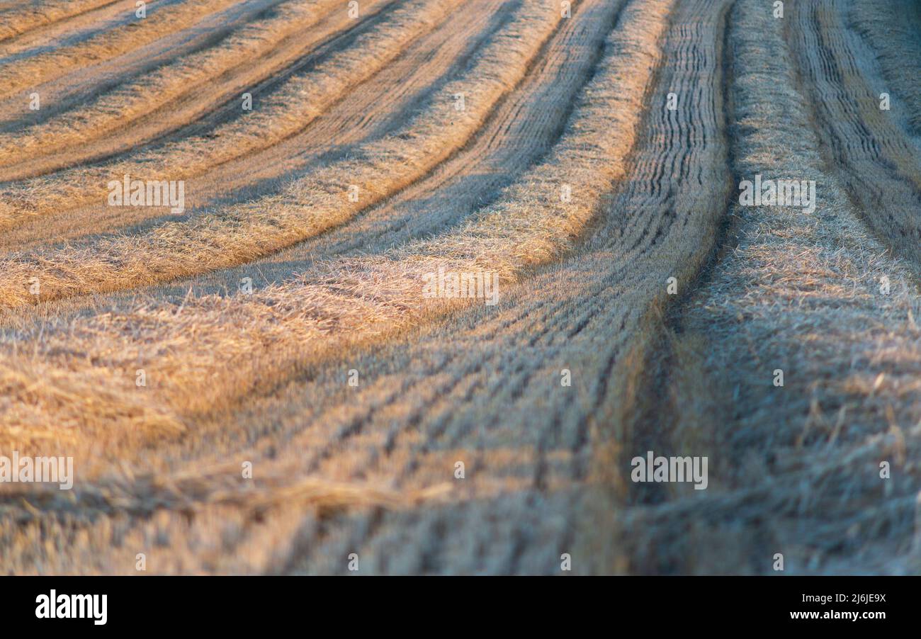 Several straw swaths, with wheat stubble in between, left in straight ...
