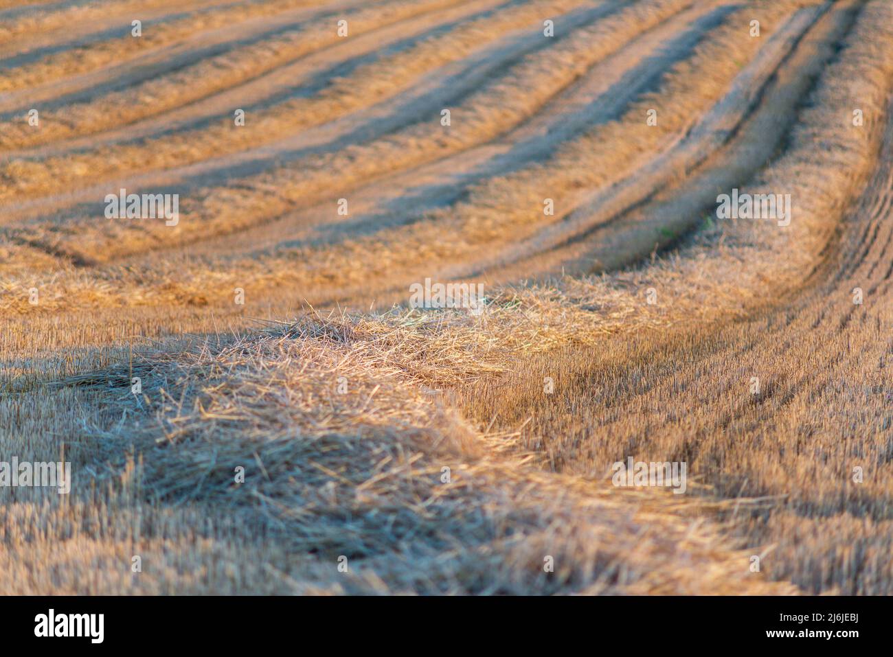 Several straw swaths, with wheat stubble in between, left in straight ...