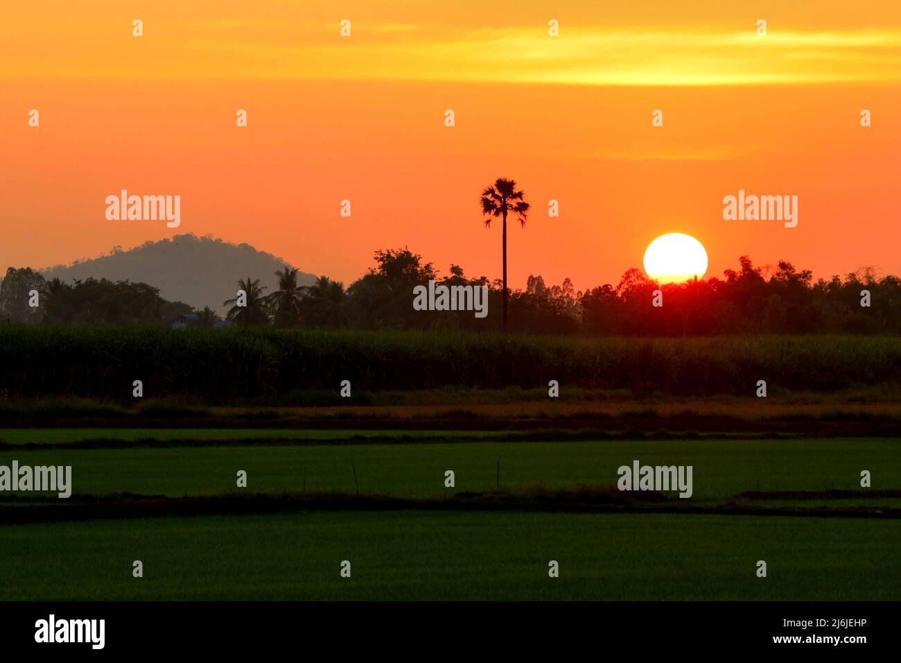 Beautiful nature with paddy landscape hi-res stock photography and ...