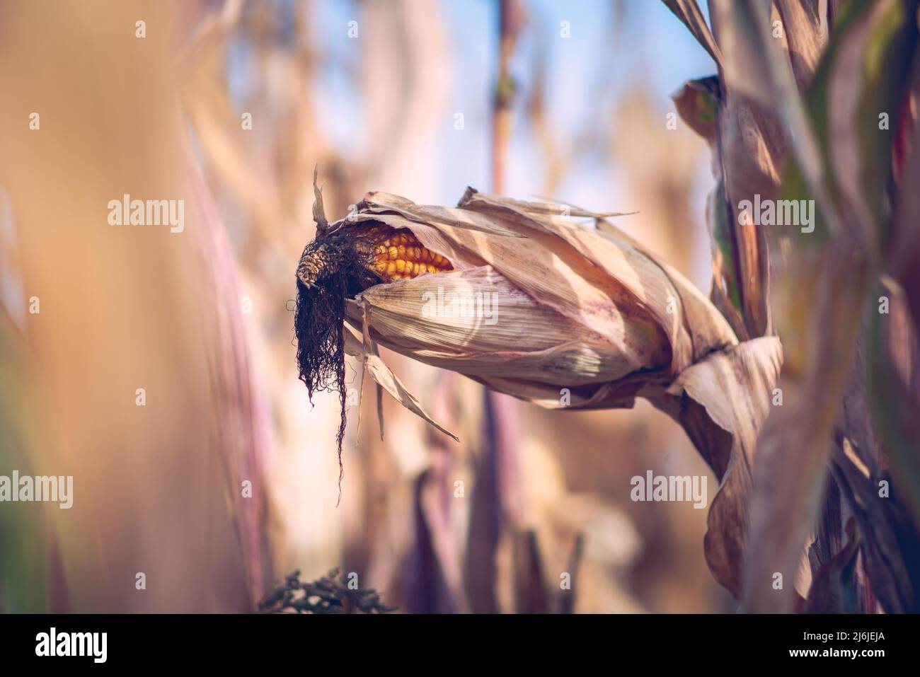 Harvest ready corn on stalk in maize field. Corn grown in farmland ...