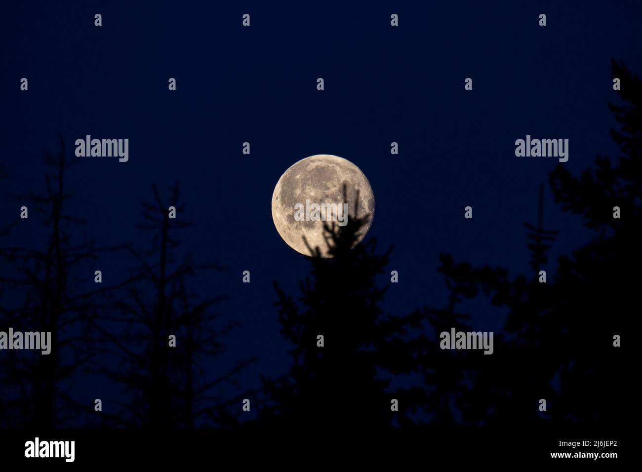 Moon behind trees, black and white in a dark night Stock Photo - Alamy