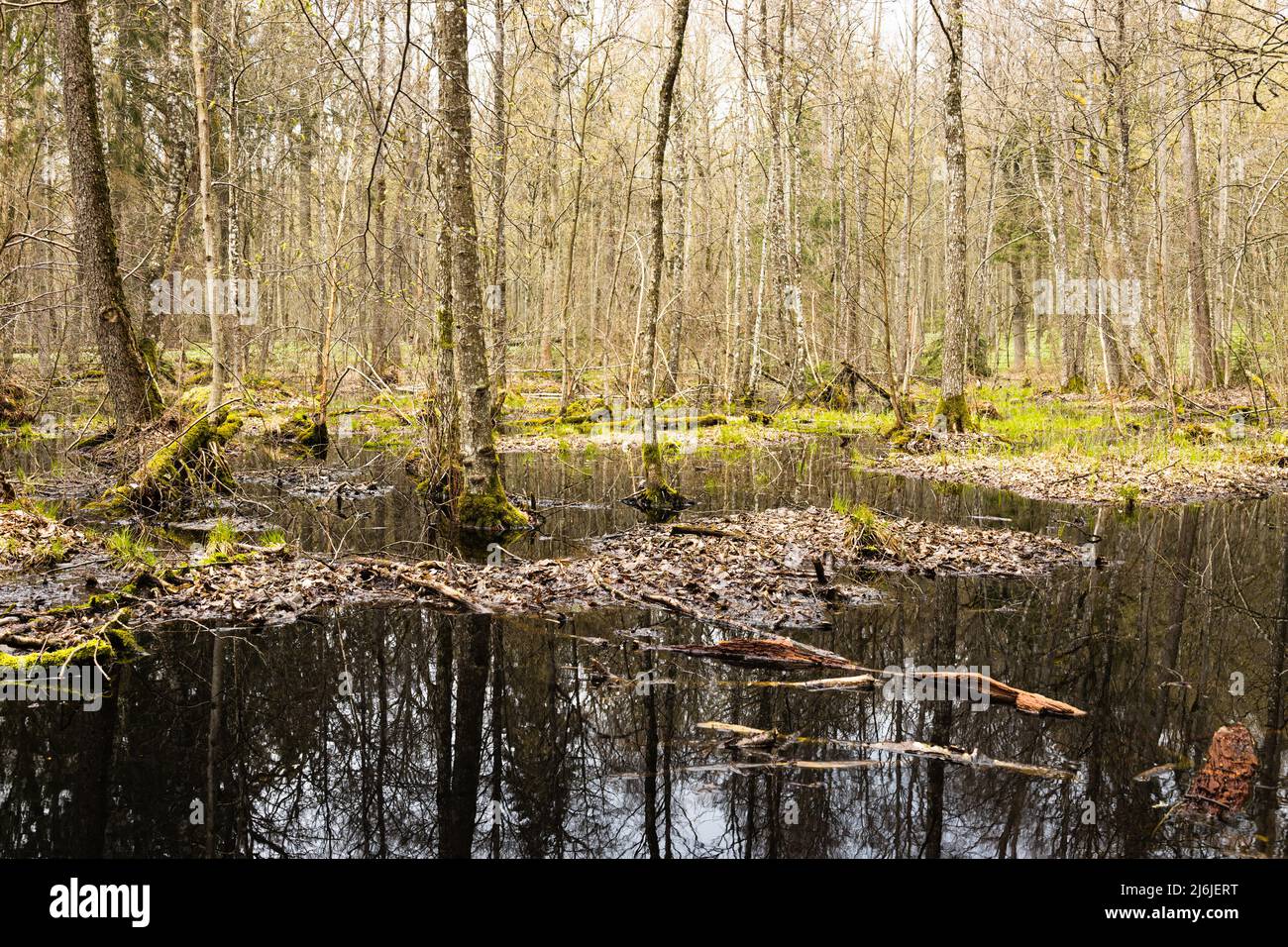 Swamp forest springtime hi-res stock photography and images - Alamy