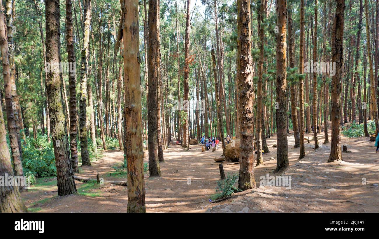 Ooty,Tamilnadu,India-April 30 2022: Tourists enjoying the amazing pine ...