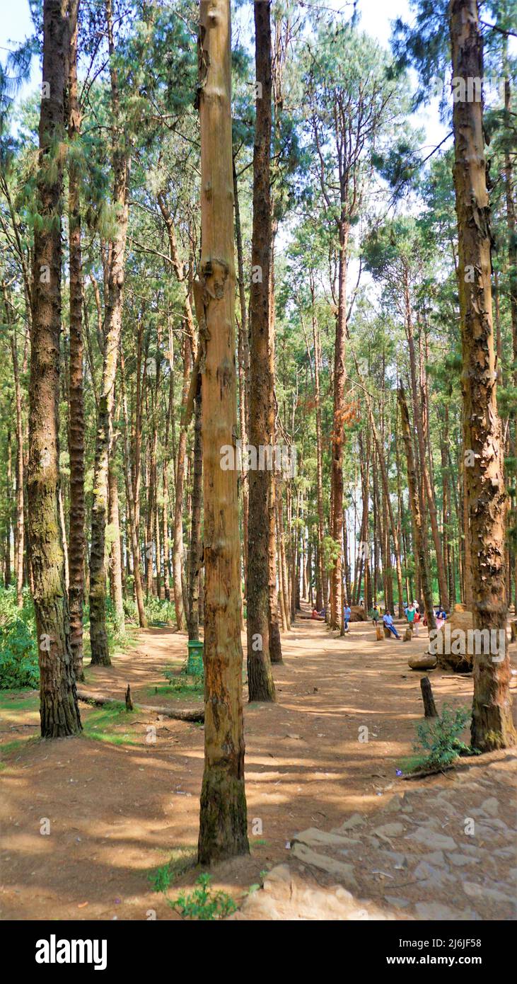 Eucalyptus tree forest ooty tamil hi-res stock photography and images ...