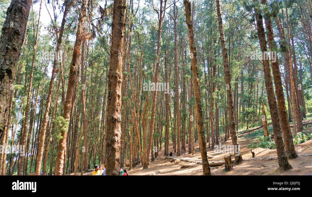 Eucalyptus tree forest ooty tamil hi-res stock photography and images ...