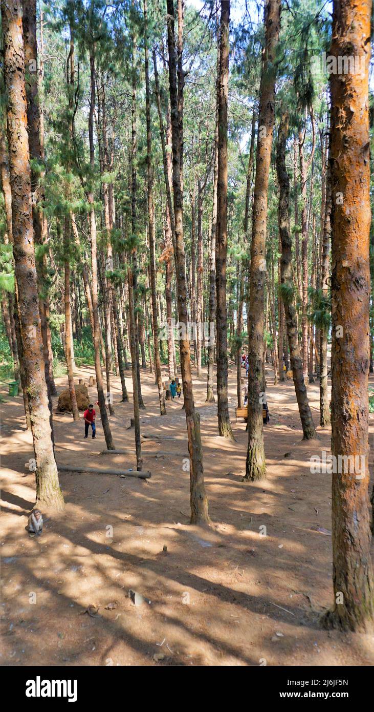 Ooty,Tamilnadu,India-April 30 2022: Tourists enjoying the amazing pine ...