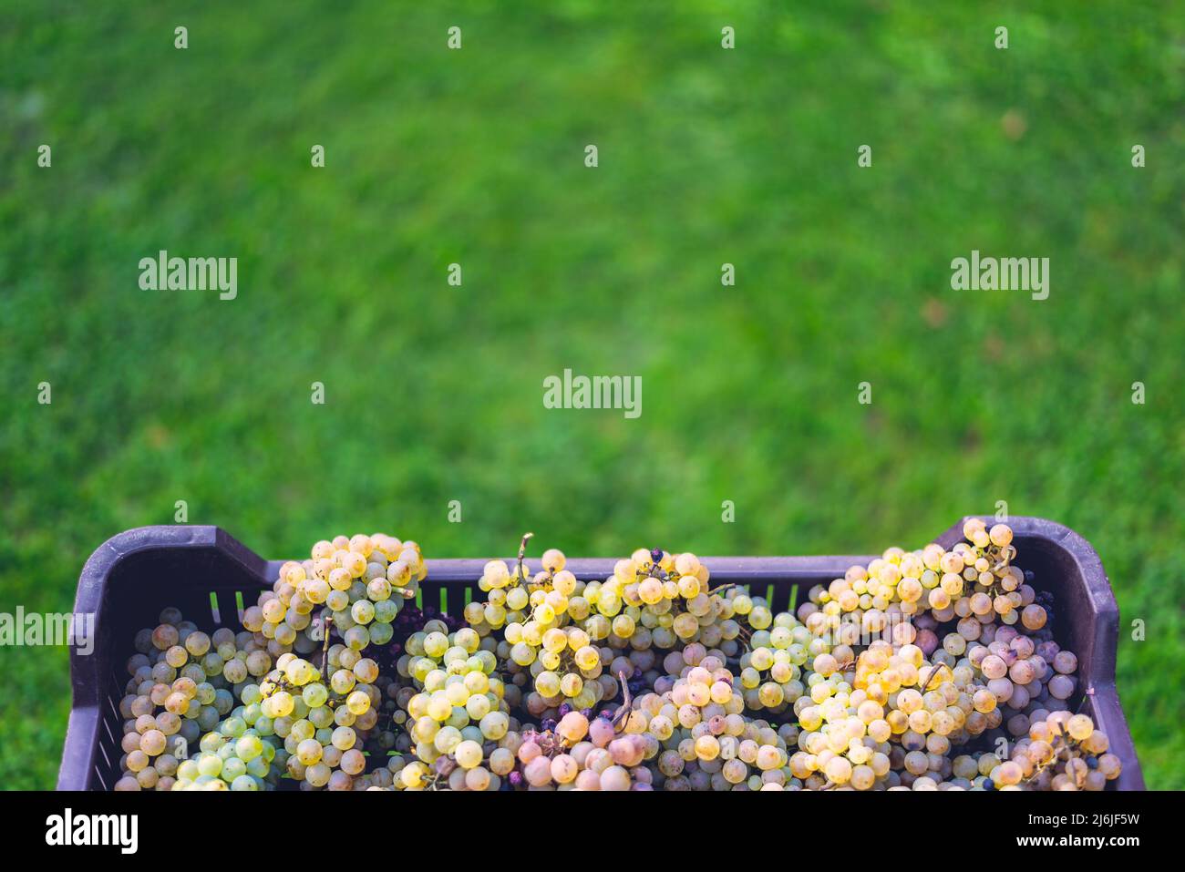 Crates of grapes during the picking. The name of Riesling vine grapes ...