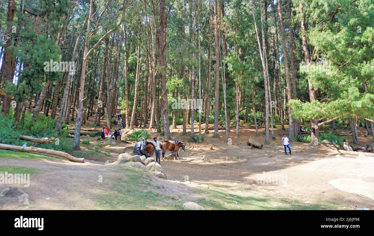Ooty,Tamilnadu,India-April 30 2022: Tourists enjoying the amazing pine ...