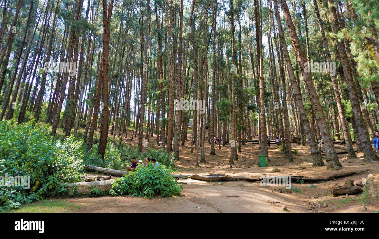 Ooty,Tamilnadu,India-April 30 2022: Tourists enjoying the amazing pine ...