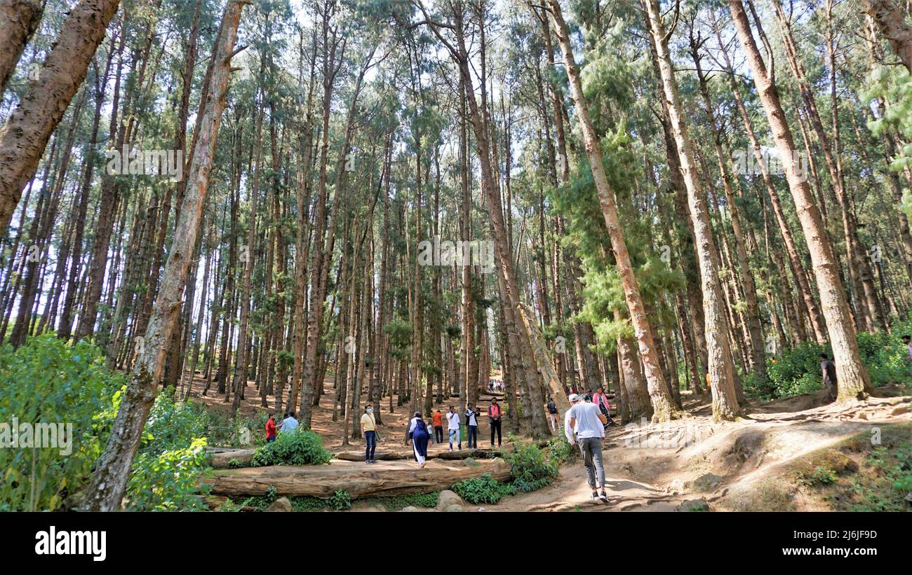 Eucalyptus tree forest ooty tamil hi-res stock photography and images ...