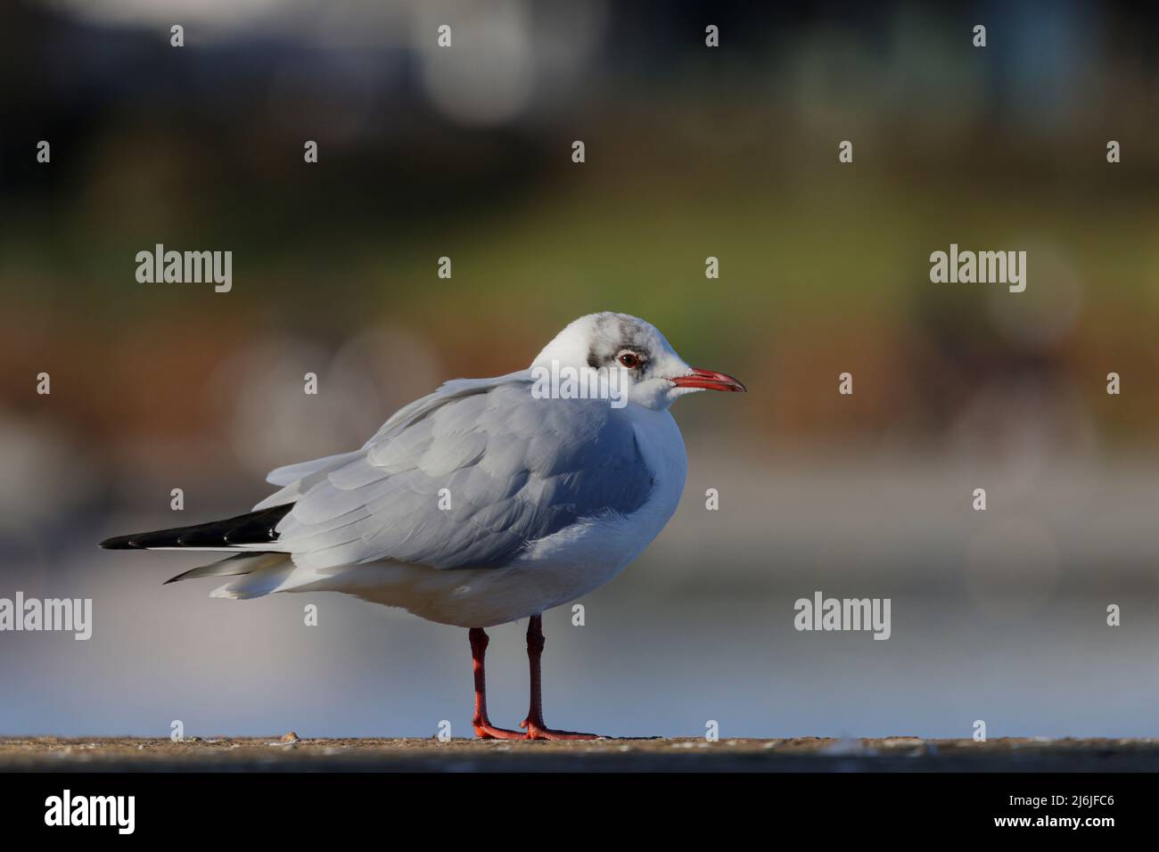 Seagull on the pier in the harbor Stock Photo - Alamy