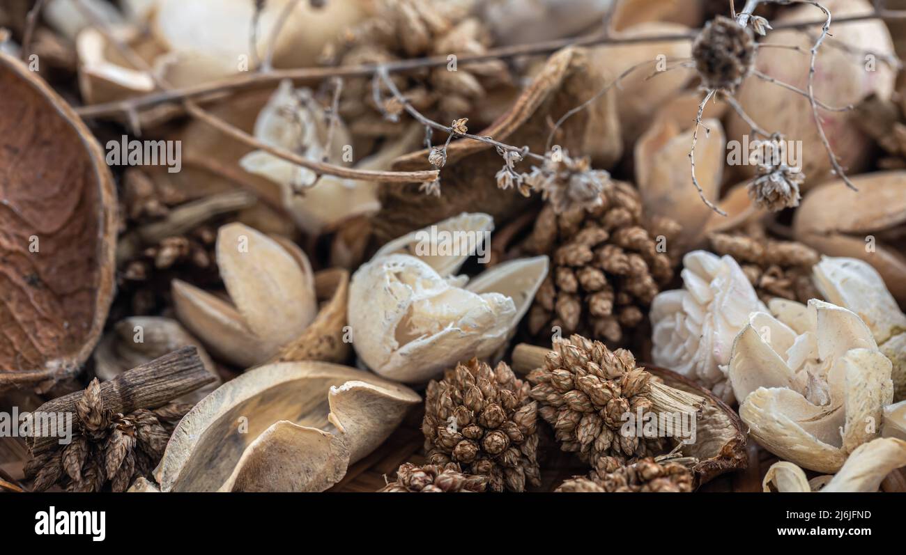 Close-up dried flowers, dried plants macro photography Stock Photo - Alamy