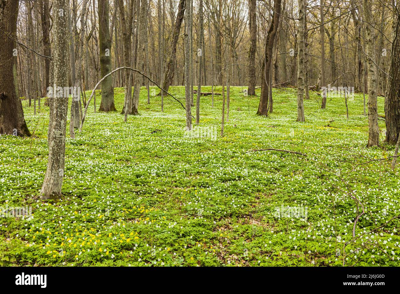 Spring forest landscape with white anemones blooming Stock Photo - Alamy