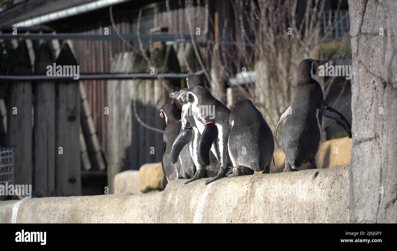 Penguin swims in the pond. Many penguins frolic in the lake Stock Photo ...