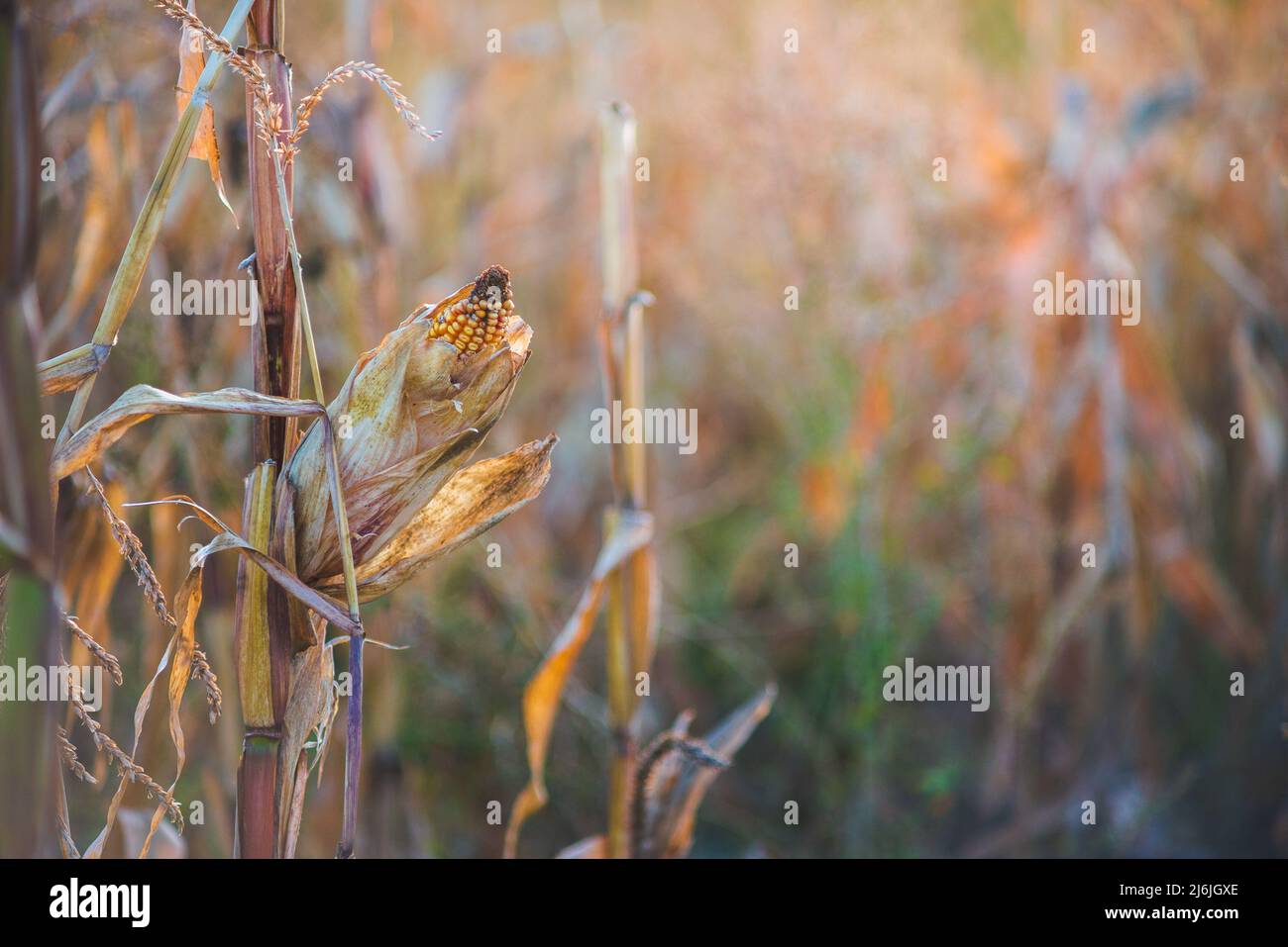 Harvest ready corn on stalk in maize field. Corn grown in farmland ...