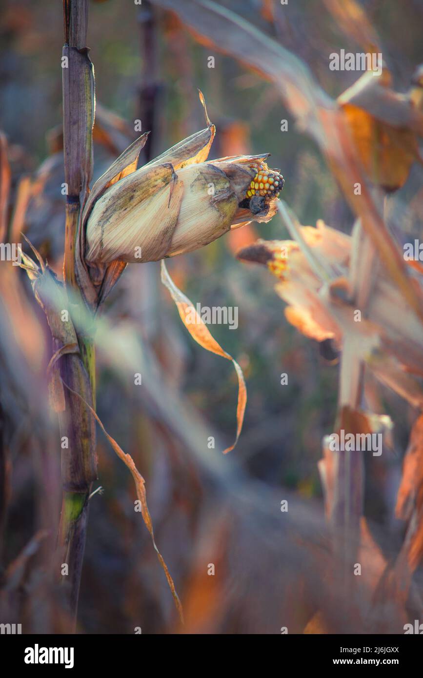 Harvest ready corn on stalk in maize field. Corn grown in farmland ...