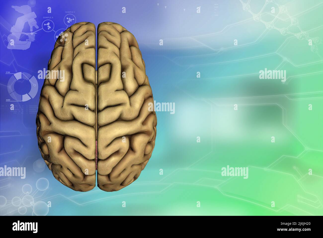Medical 3D illustration - human brain, anatomy study concept - detailed ...