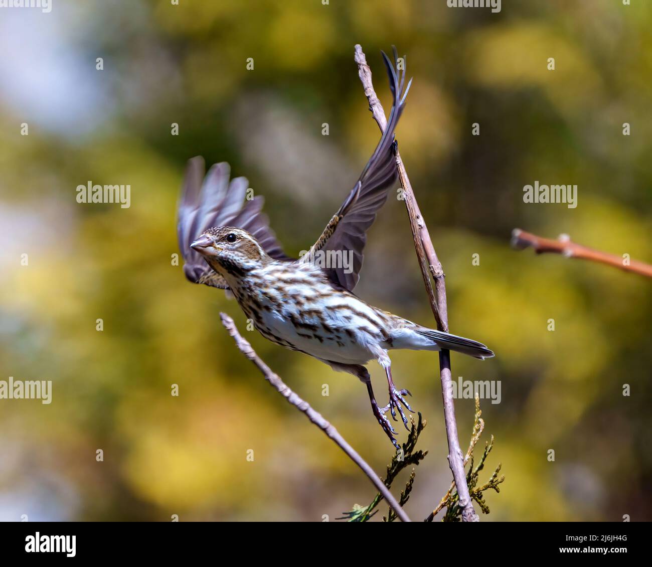 Finch female flying with its beautiful brown spread wings with a blur ...