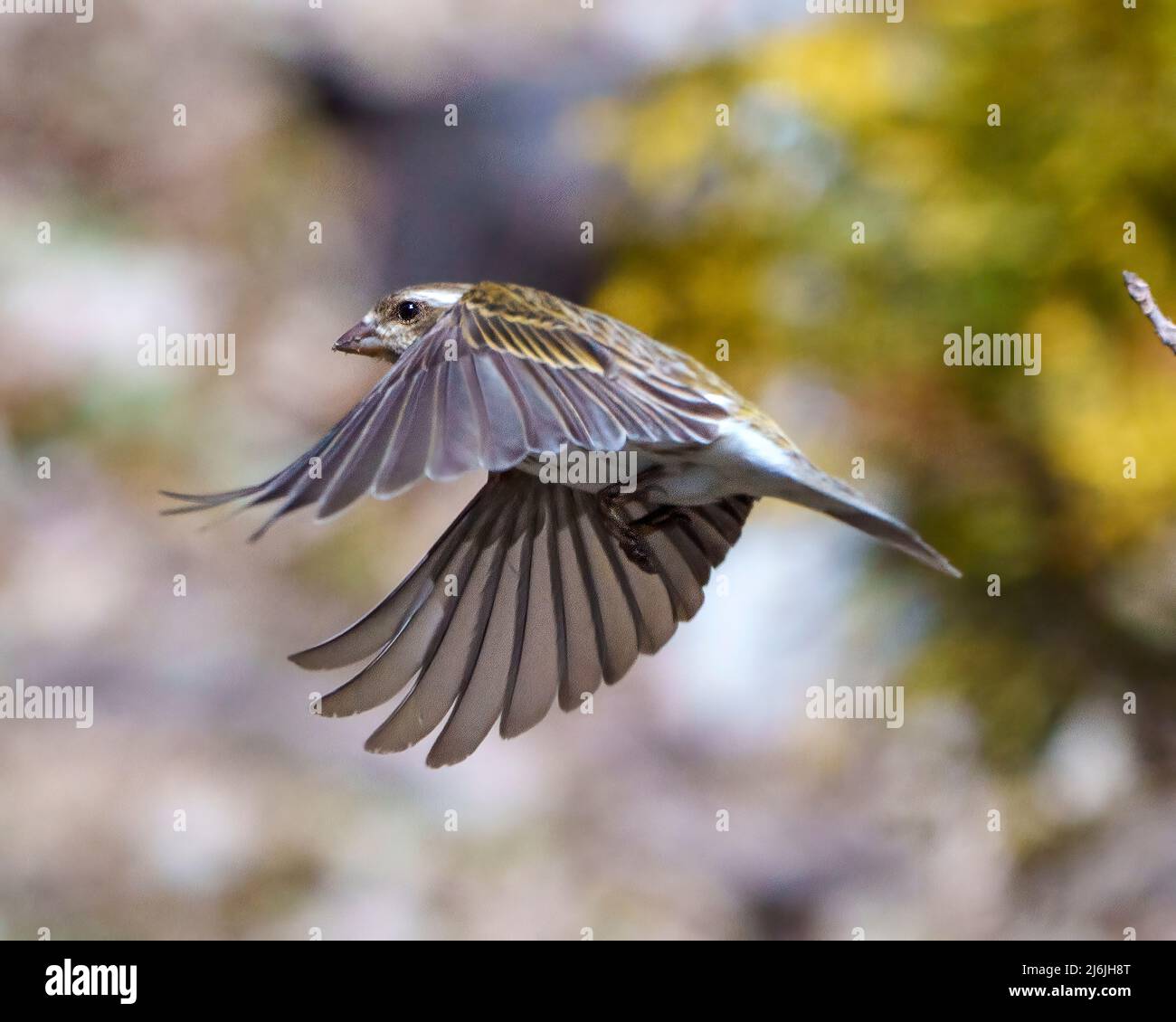 Finch female flying with its beautiful brown spread wings with a blur ...
