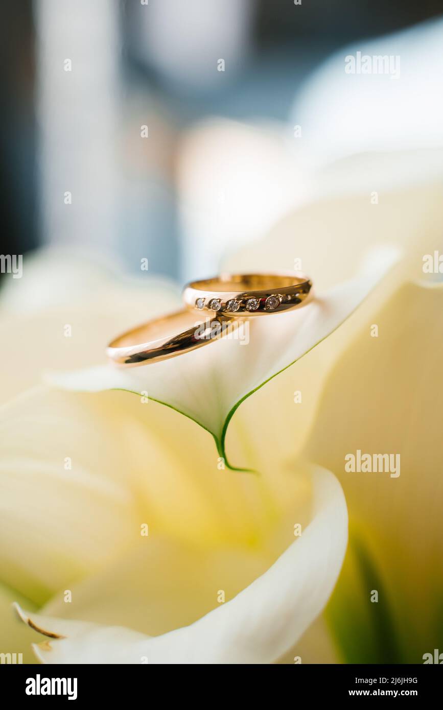 Gold calla lily hi-res stock photography and images - Alamy