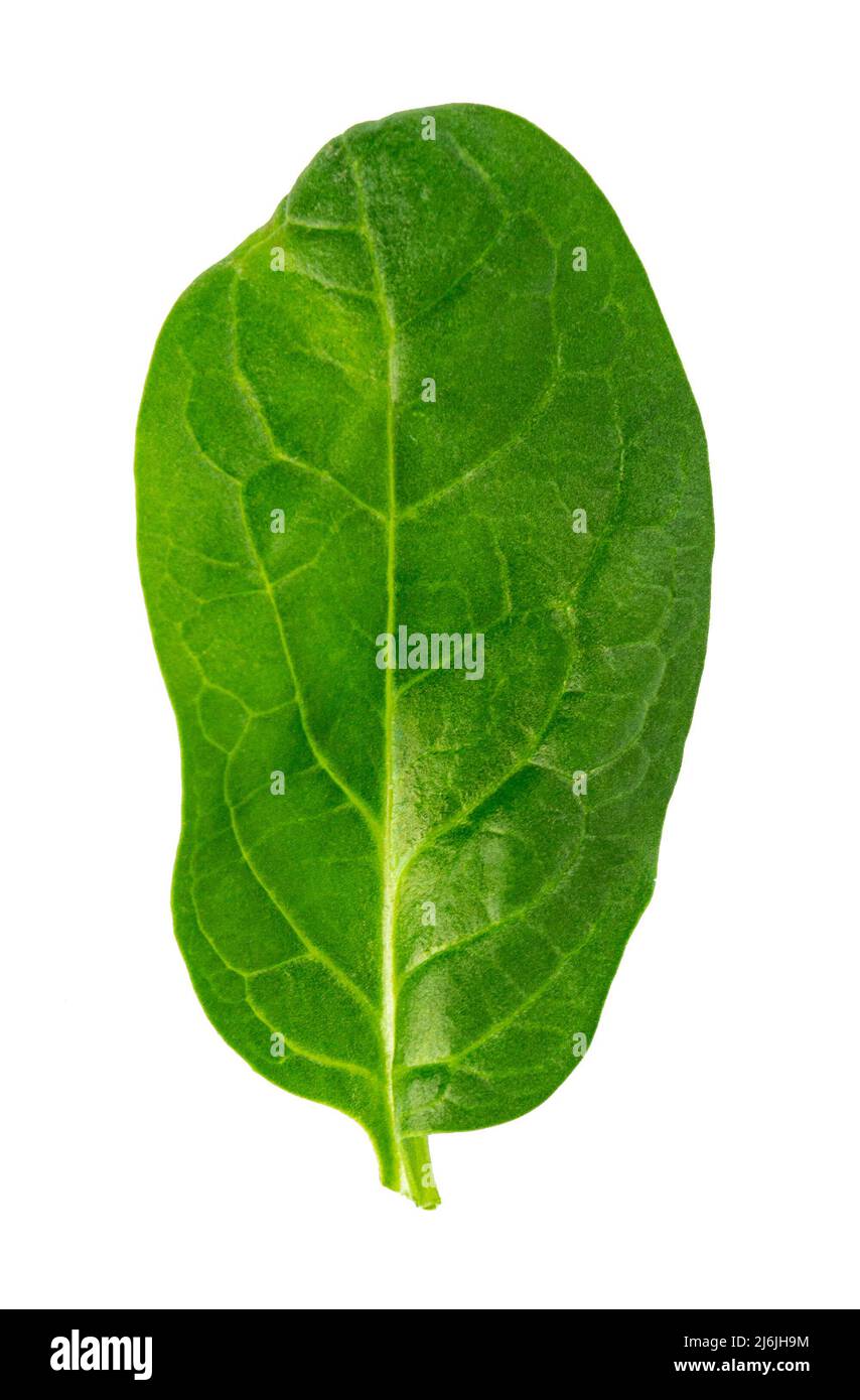 Green spinach leaf hi-res stock photography and images - Alamy