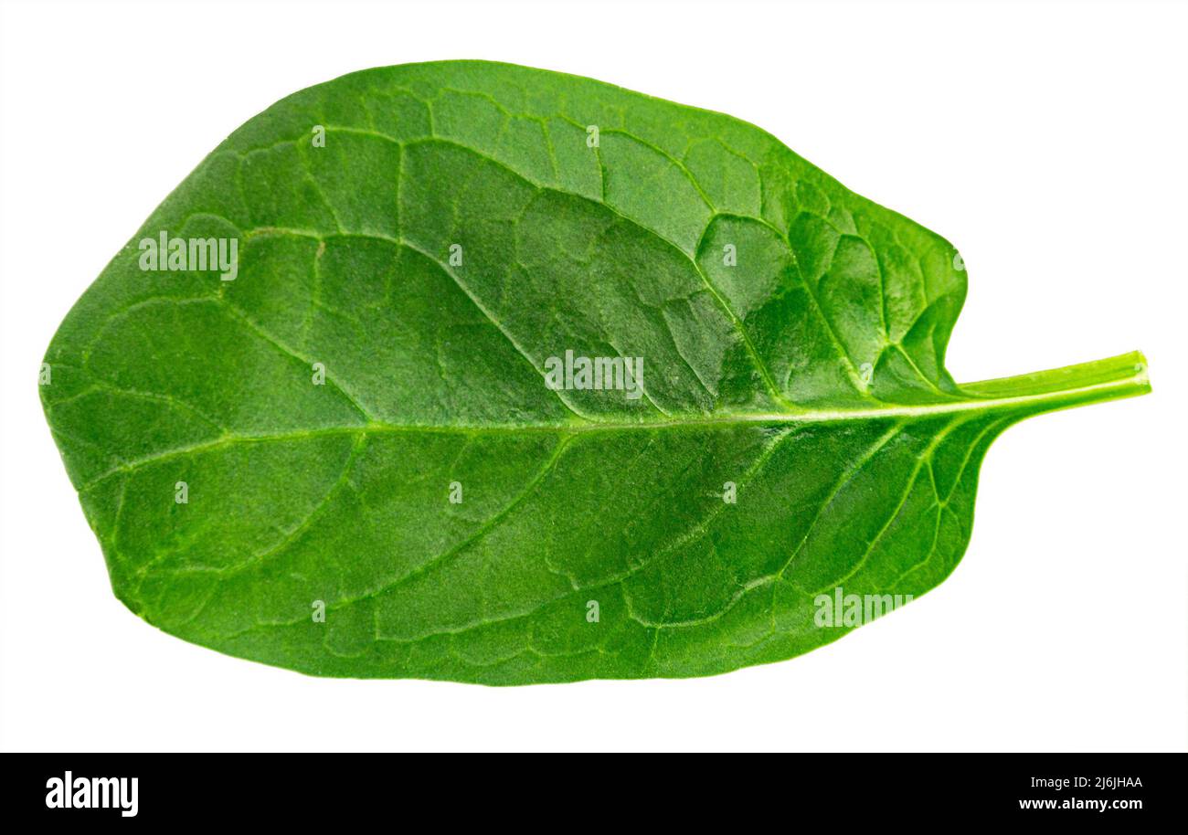 Green spinach leaf hi-res stock photography and images - Alamy