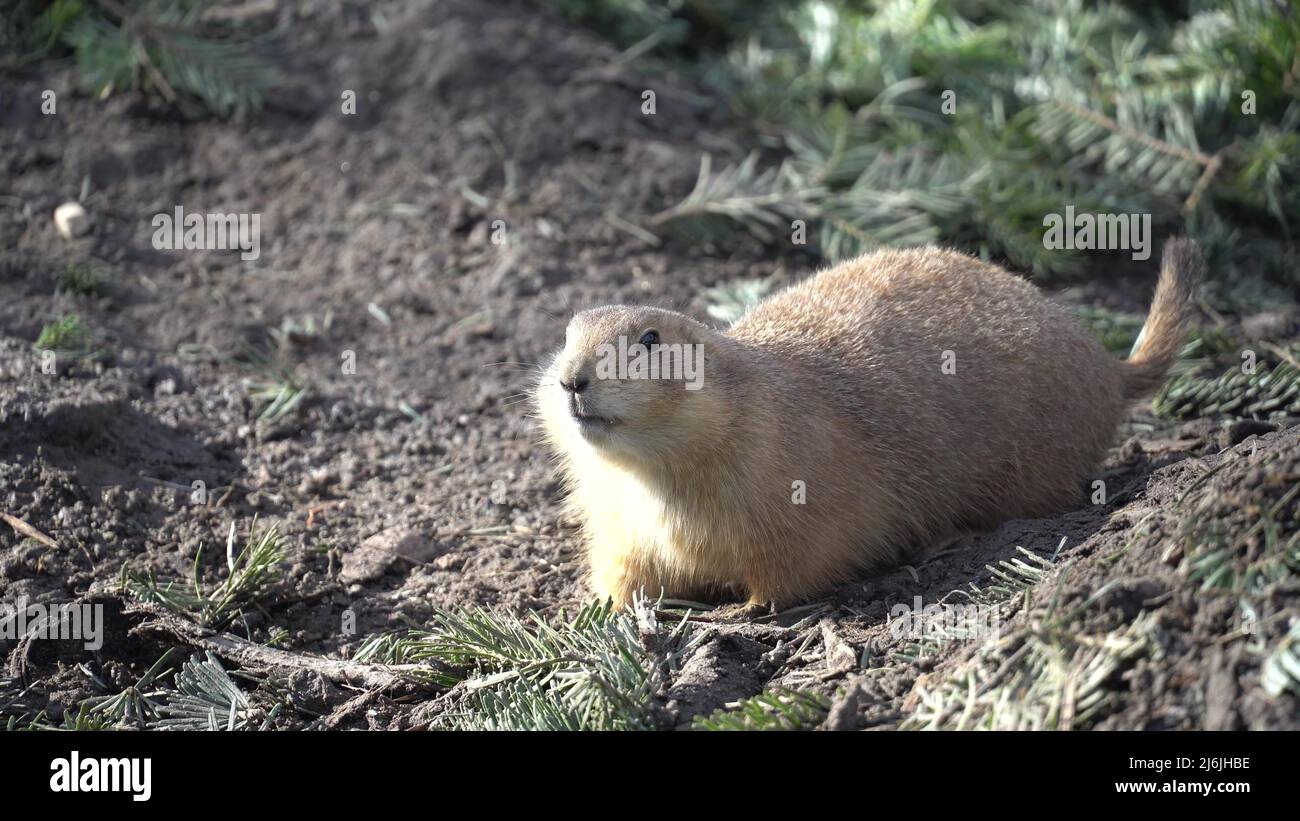 Closeup of an alpine marmot eating. Adult Brown Alpine Marmot Close Up ...