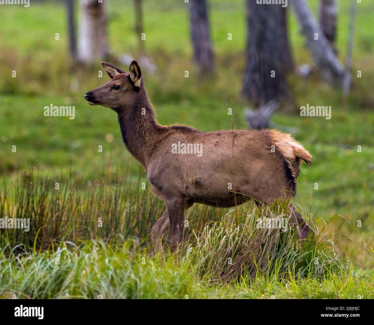 Elk female cow close-up side profile view walking in the field with a ...