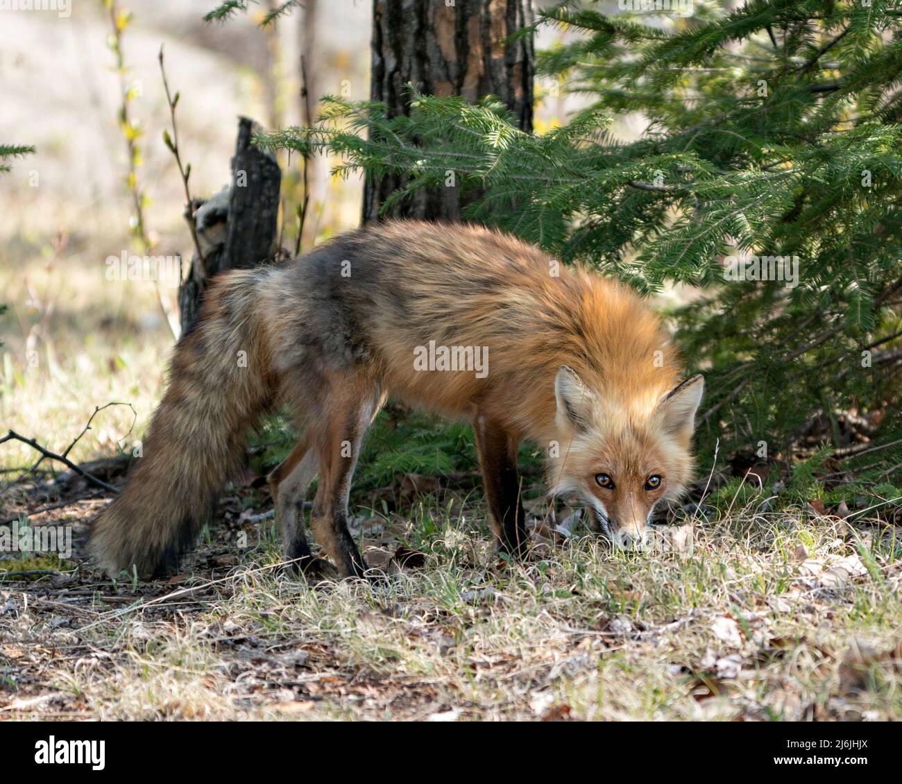 Red fox close-up profile view looking at camera with a spruce tree ...