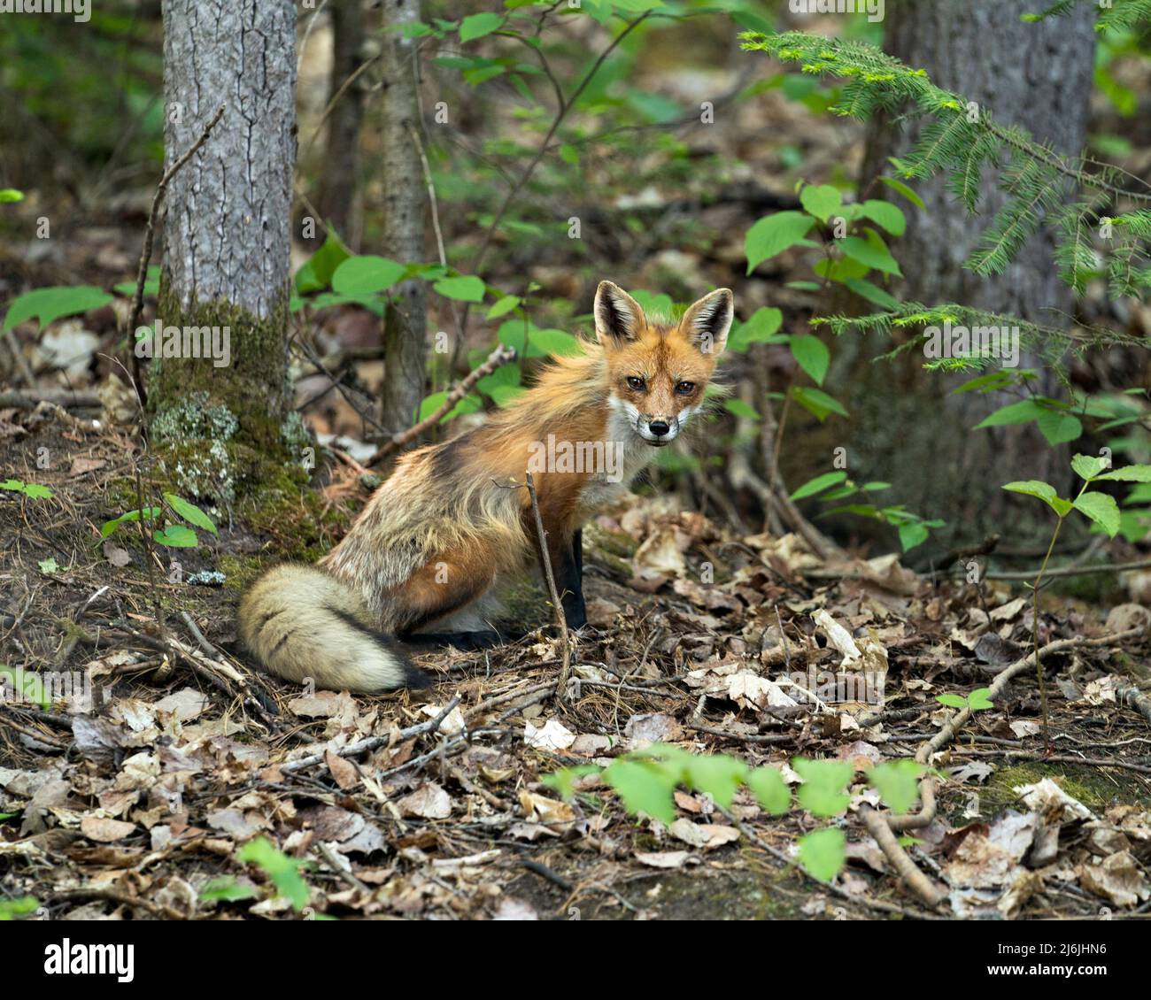 Red Fox close-up profile view in the forest with foliage and looking at ...