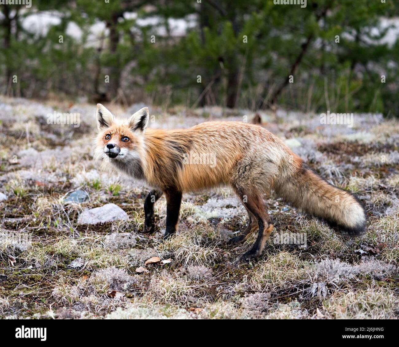 Red fox close-up profile side view looking at camera with a blur forest ...