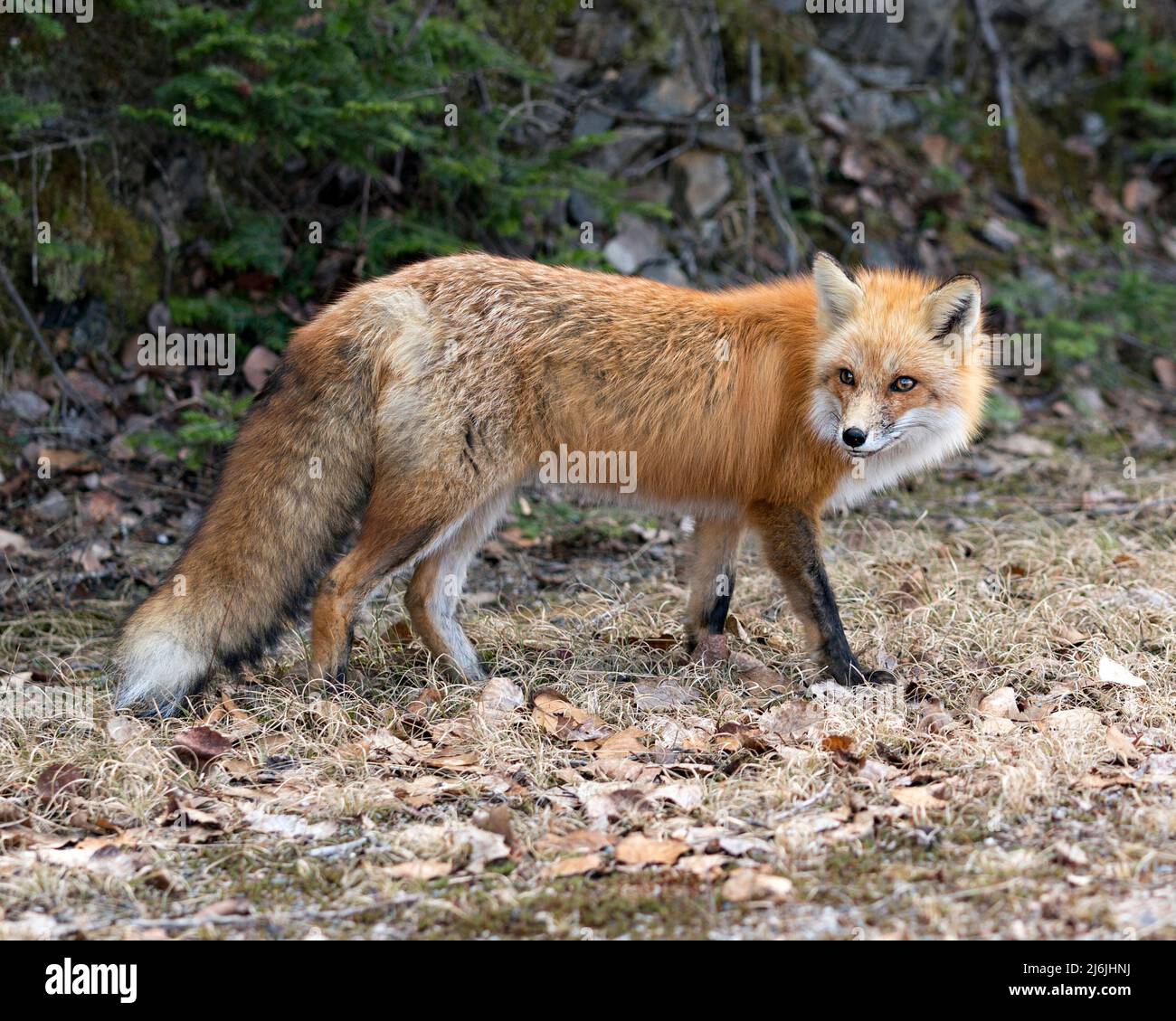 Red Fox close-up side view in the spring season with blur rocks and ...