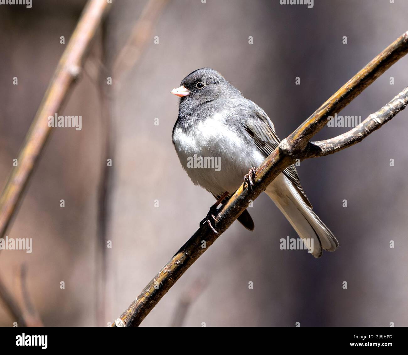 Junco bird perched on a branch displaying grey feather plumage, head ...