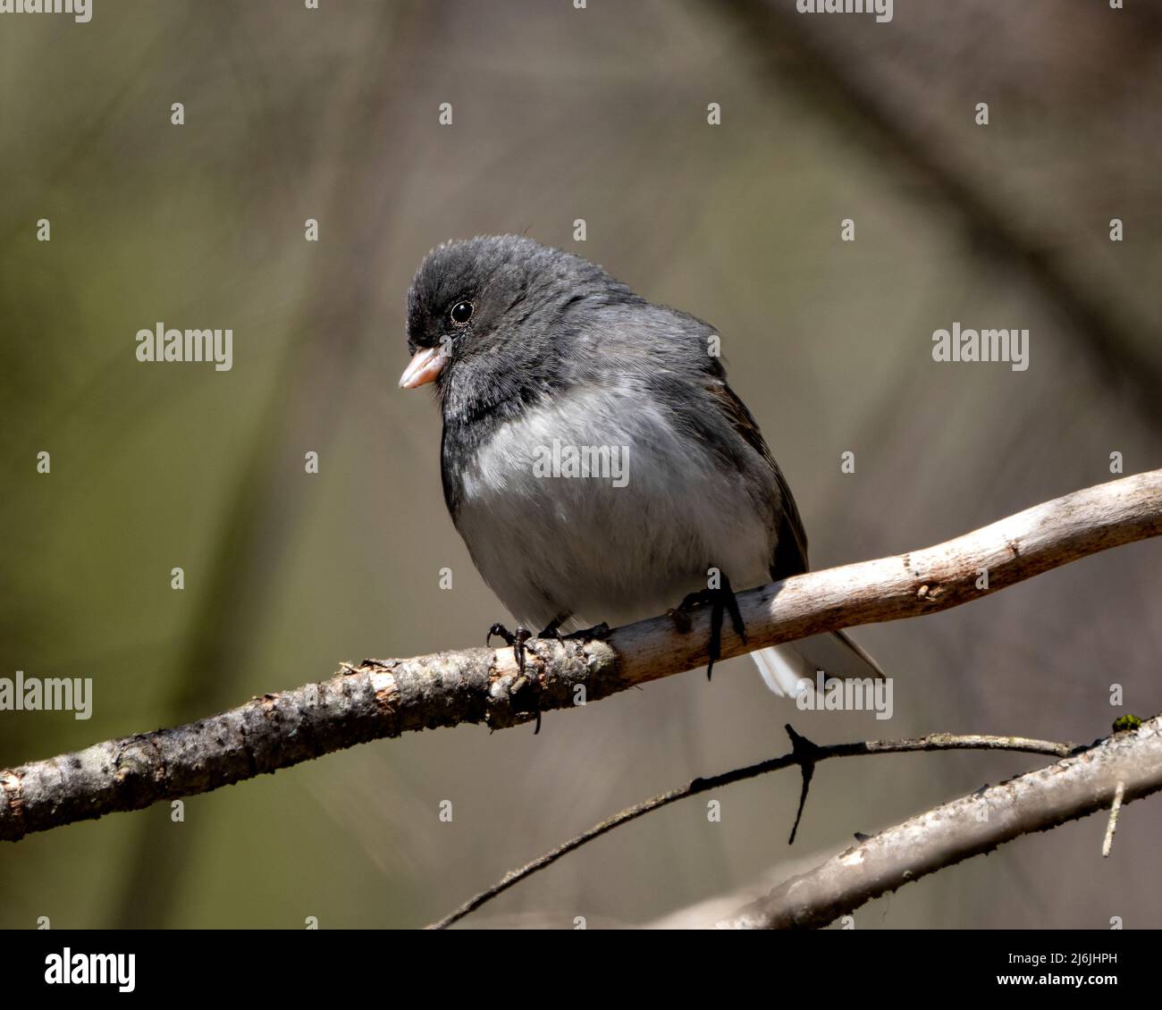 Junco bird perched on a branch displaying grey feather plumage, head ...